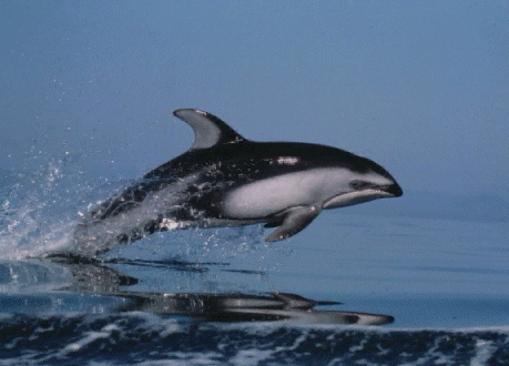 Mamiferos protegidos